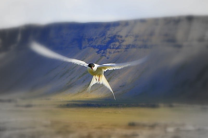 kr-a-flugi | Upplifðu Vesturland